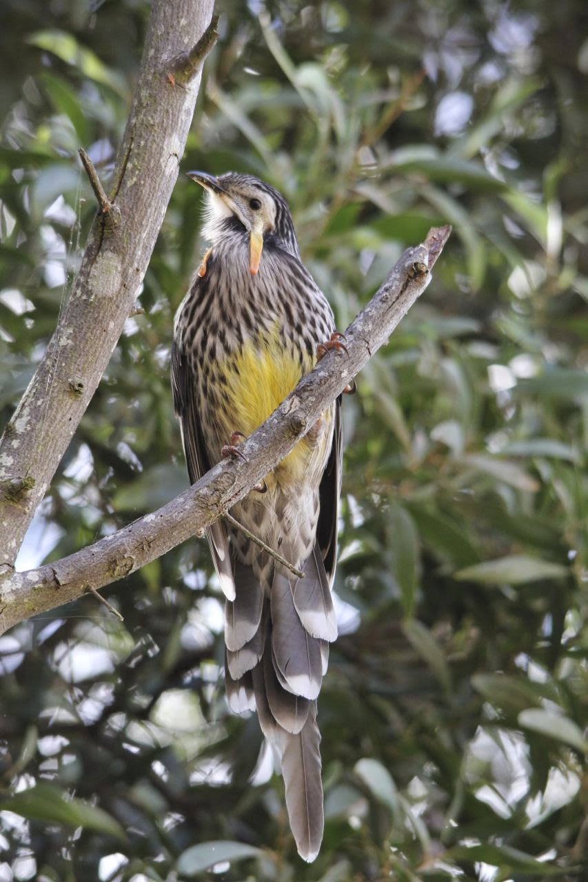 Pete's Flap Birding Aus: Yellow wattlebirds - What's with the wattle?!