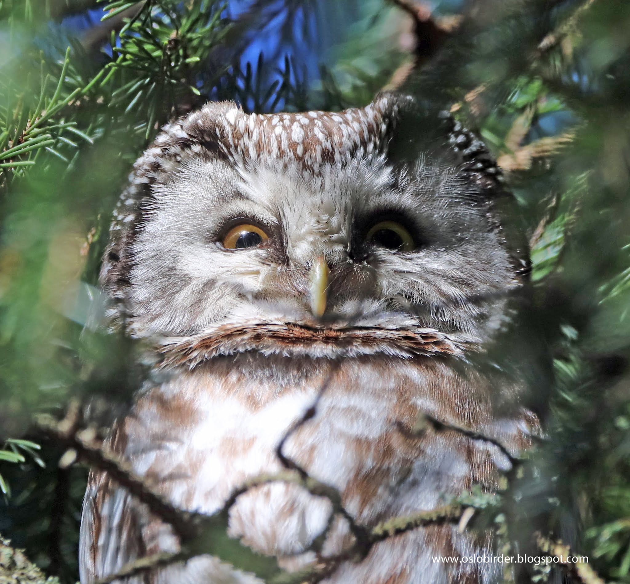 OSLO BIRDER: Best OWL day in Oslo EVER!