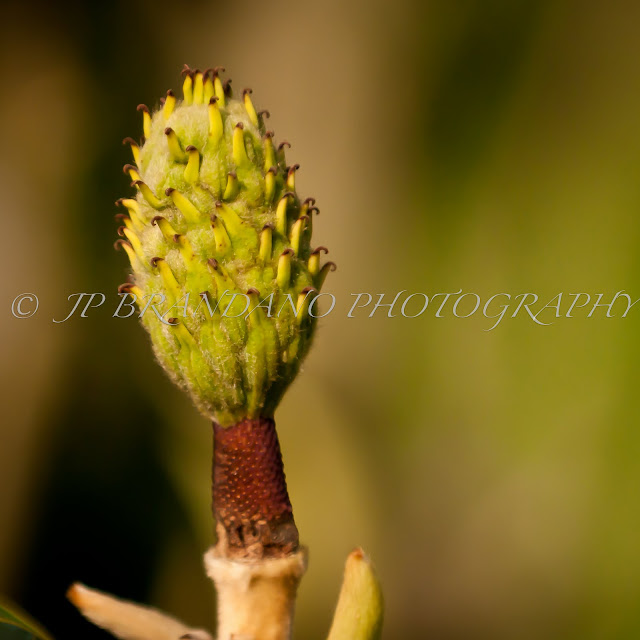 JP BRANDANO: FLORIDA'S FINE ART PHOTOGRAPHERS: THE LIFE CYCLE OF A ...