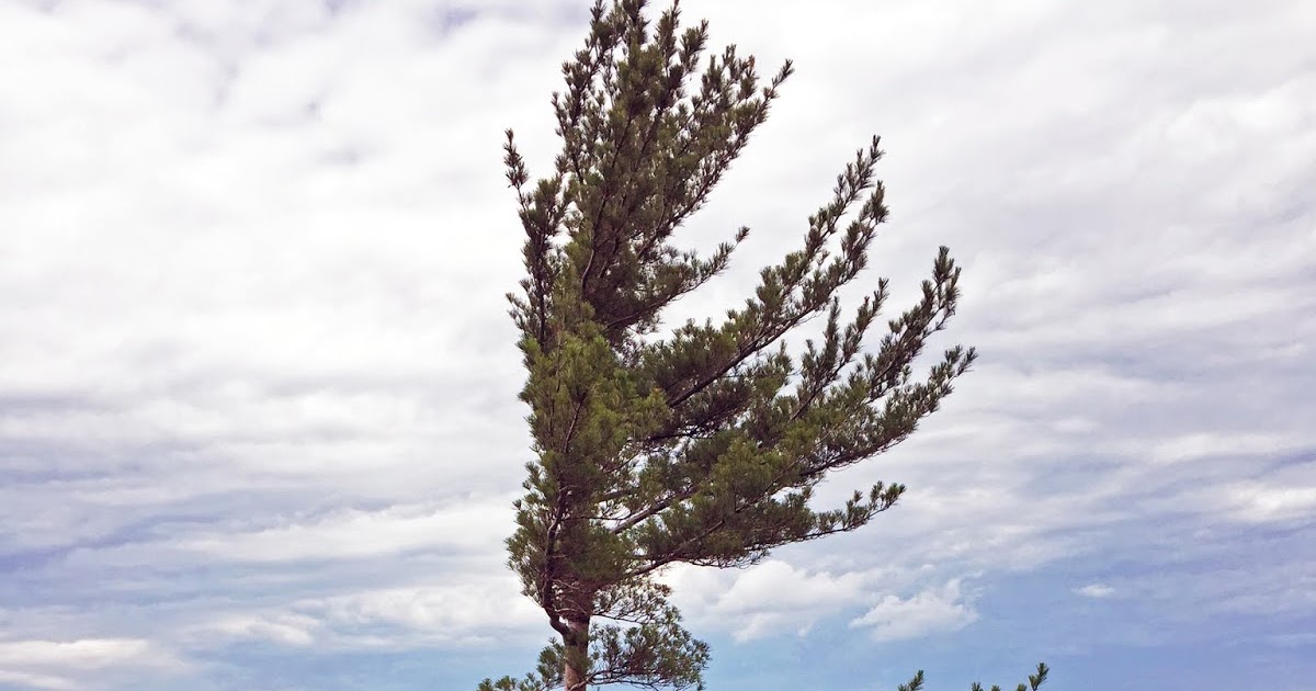 Replant.ca Environmental: The Eastern White Pine tree (Pinus strobus)