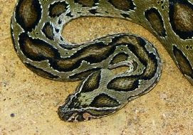 Viper or Python? How to identify venomous Russell's Viper and non ...