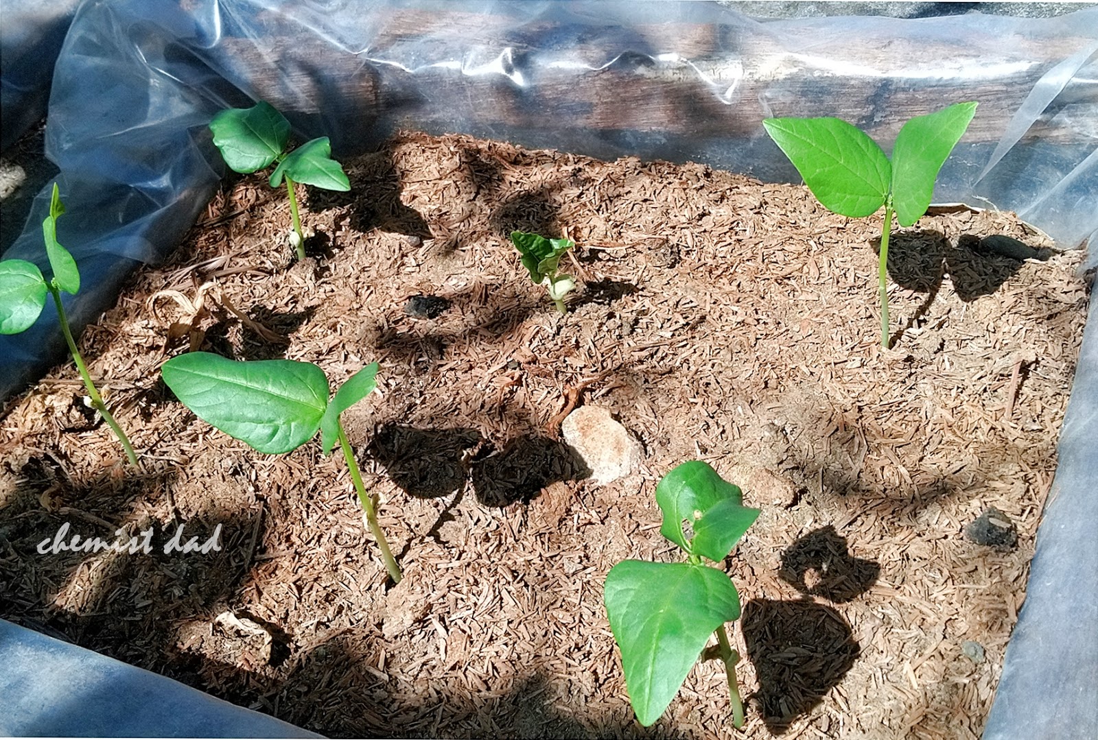 Urban Gardening: How To Grow Sitaw In Pots