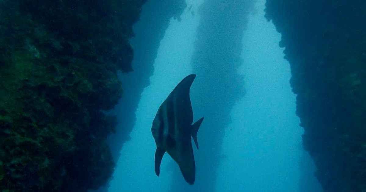 OKINAWA 39ers Dive Log: Mar 10th - Kin Red beach