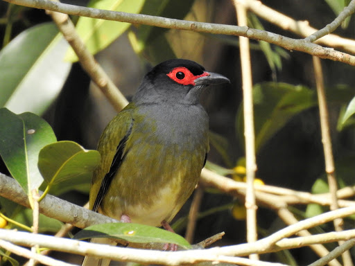 Birding - Tweed Heads - Australia: Tweed Bird List with Photos