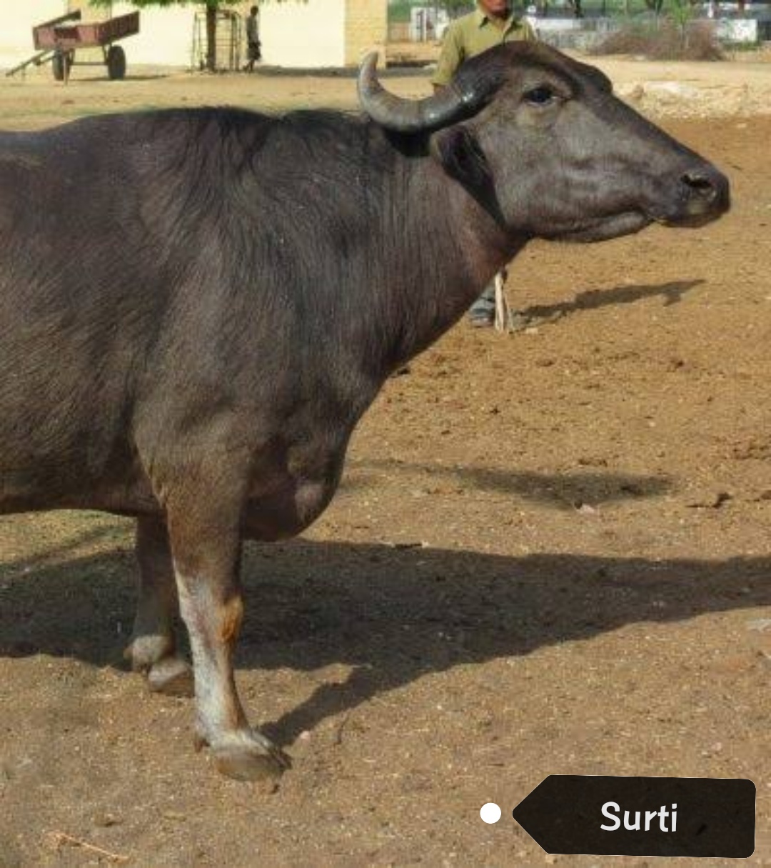 Most Popular Buffalo Breeds of India.