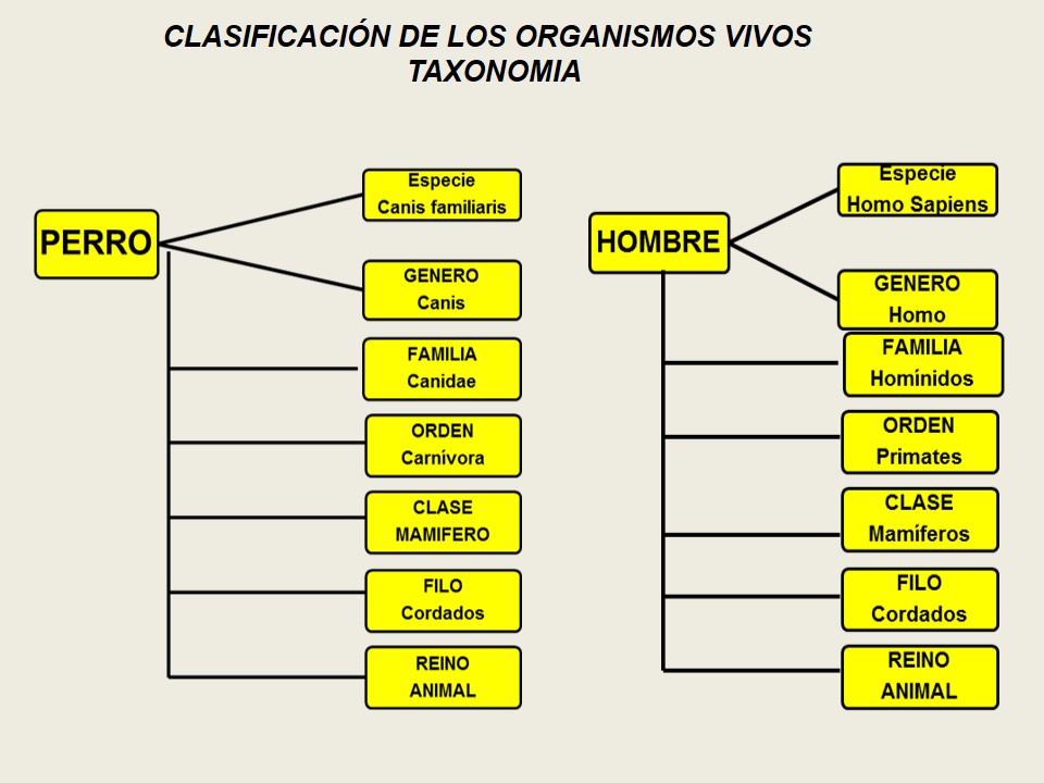 Profe Nextor: Clasificación de los Seres Vivos "Taxonomía"