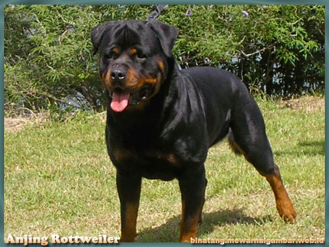 Nama Binatang Dari Huruf R | Nama, Gambar Binatang A-Z