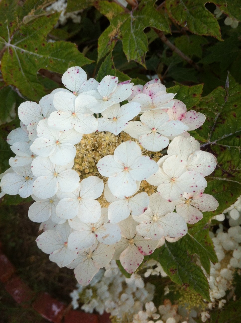 Heart of the Home: Autumn Leaf Hydrangea