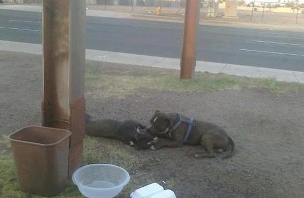 White Wolf : Grieving Pit Bull Stays with Dead Mate for 14 Hours (Video)