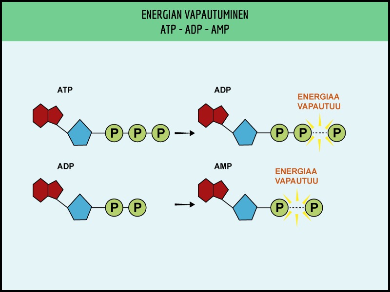 Solu ja perinnöllisyys : 2. Solun toiminta tarvitsee energiaa