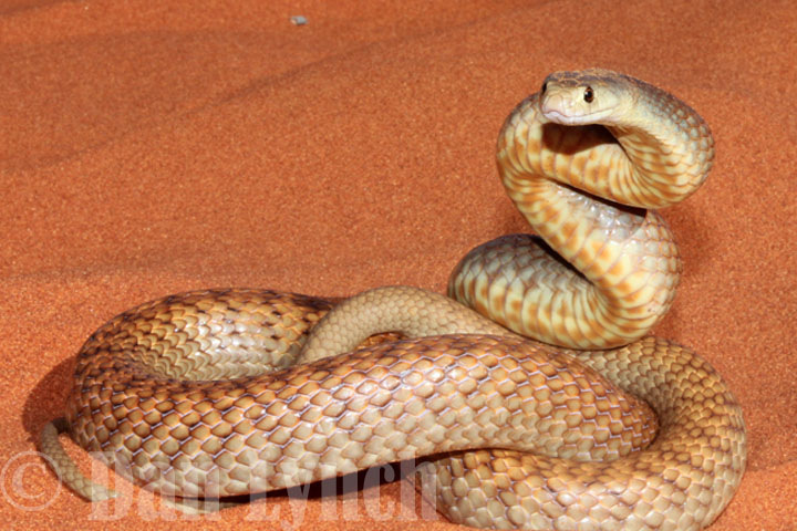 Catalogue of Organisms: Southern Snakes at Sea
