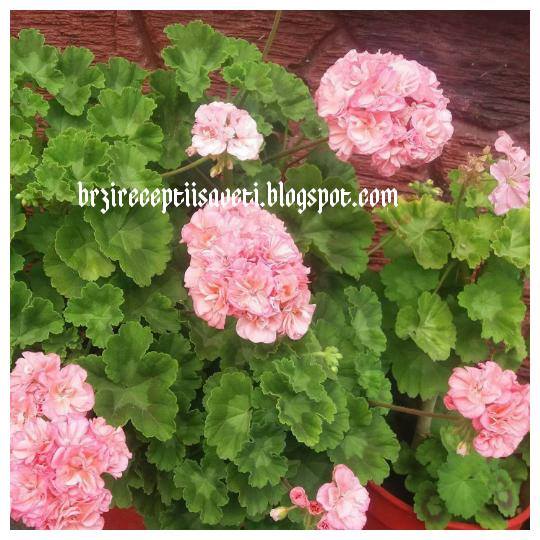 Brzireceptiisaveti.blogspot.com: Muskatle vole svetla mesta -kako ih ...