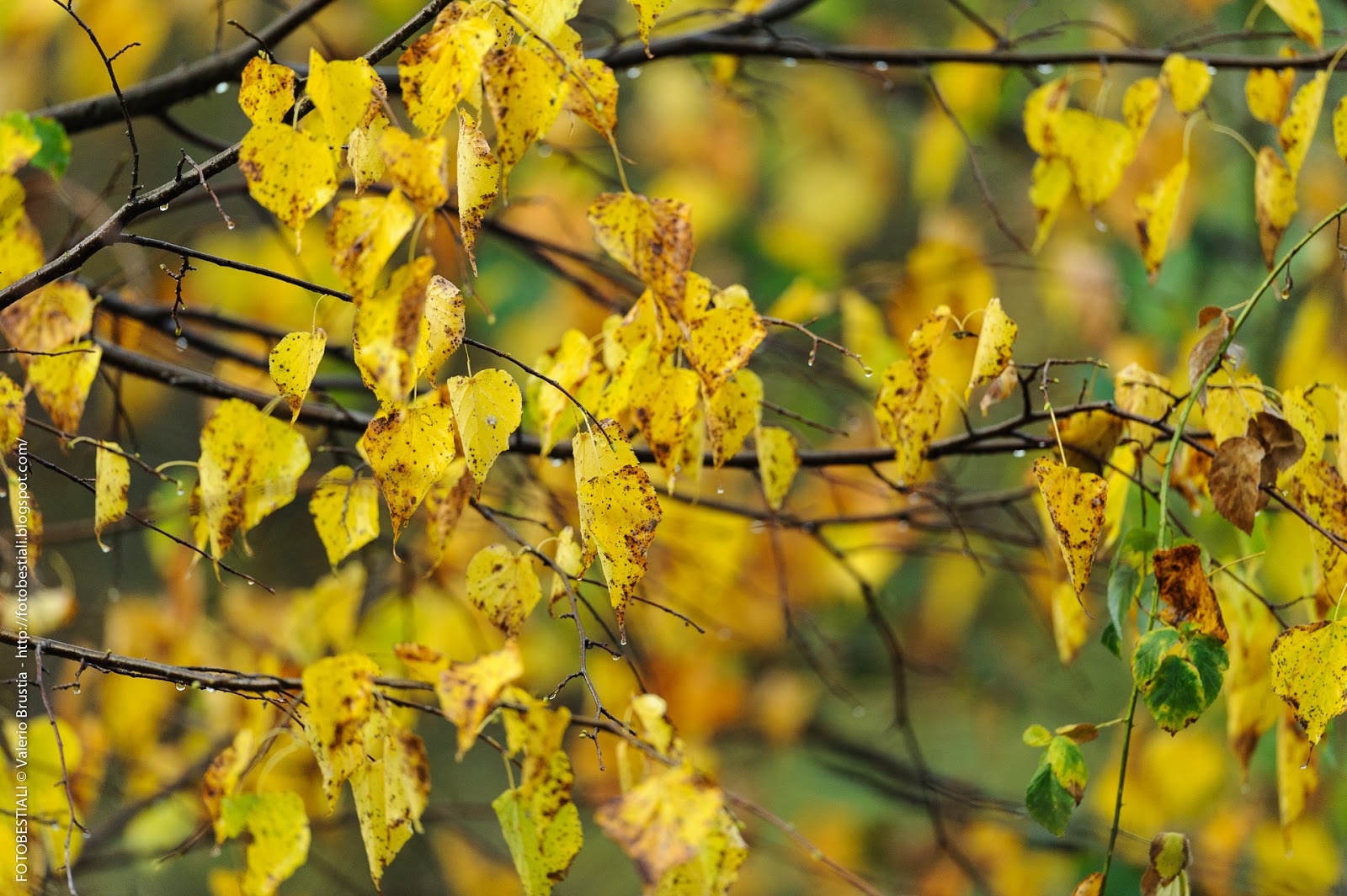 Fotobestiali: Fagiana four Seasons