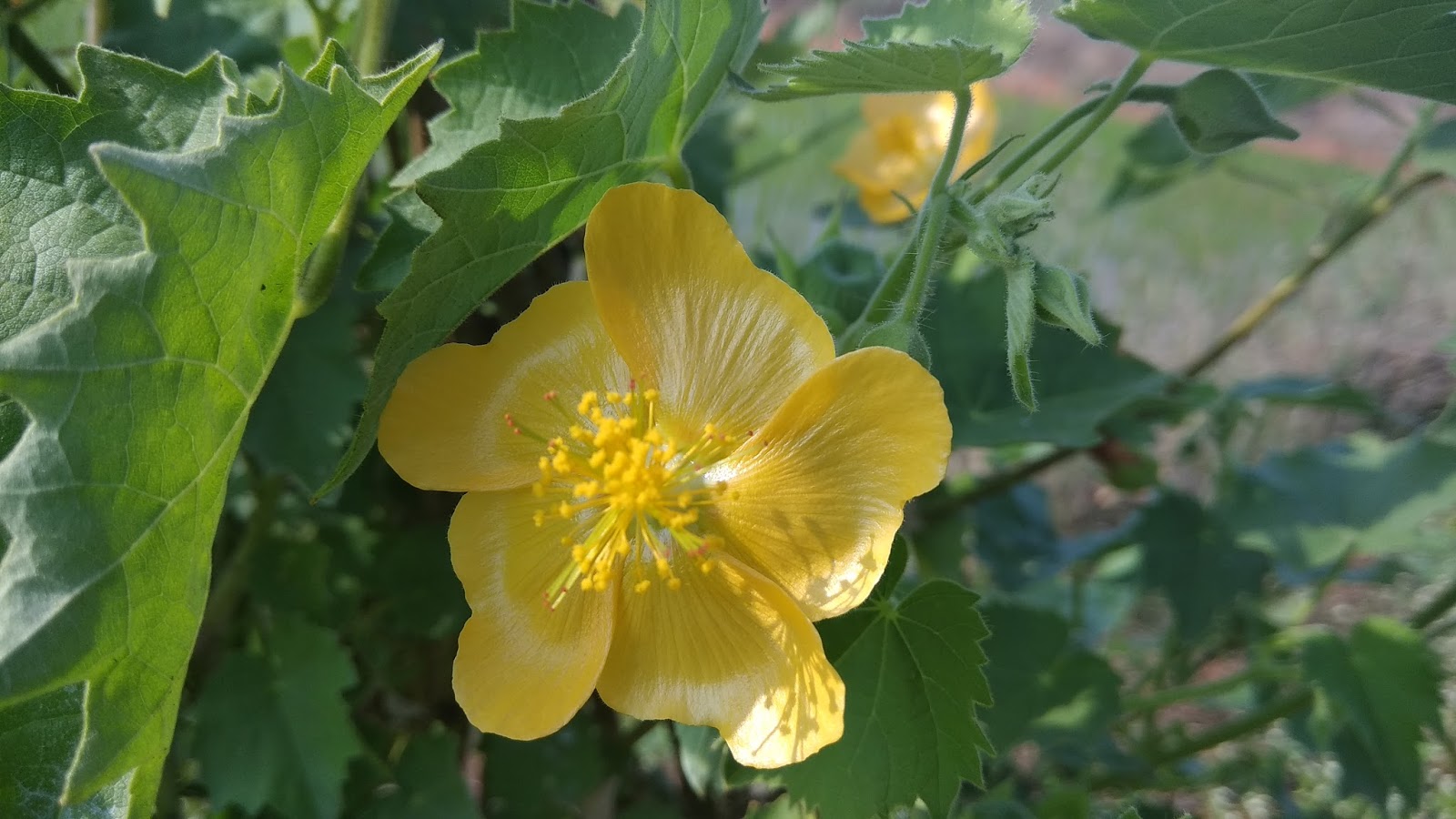 Kalpatharuvu: Abutilon indicum (దువ్వెన బెండ)