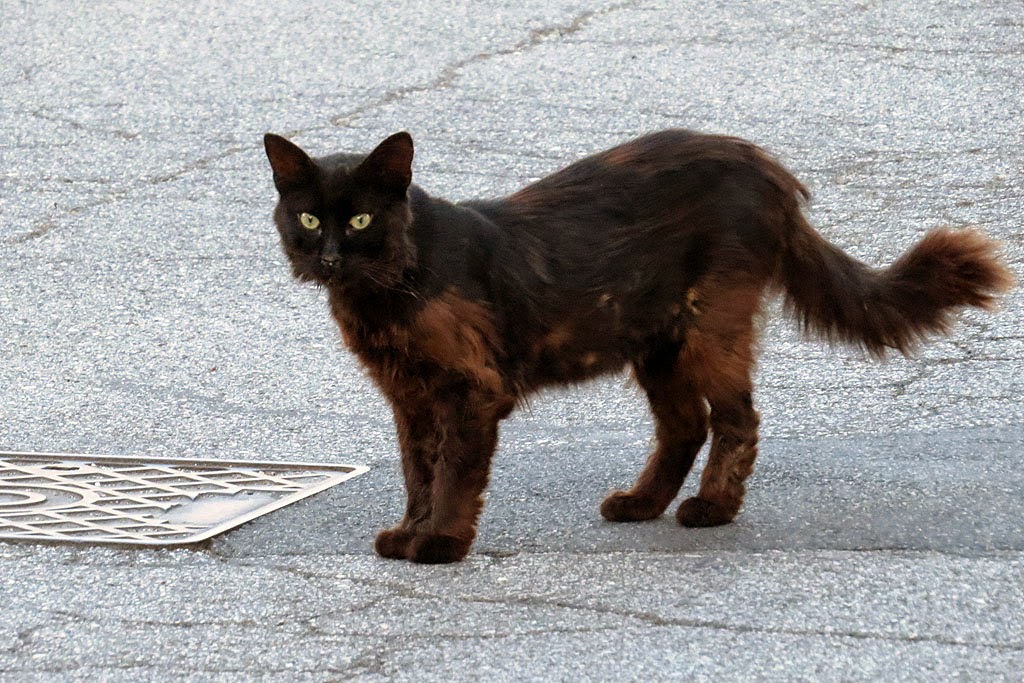 Livorno Daily Photo: The Vain Cat