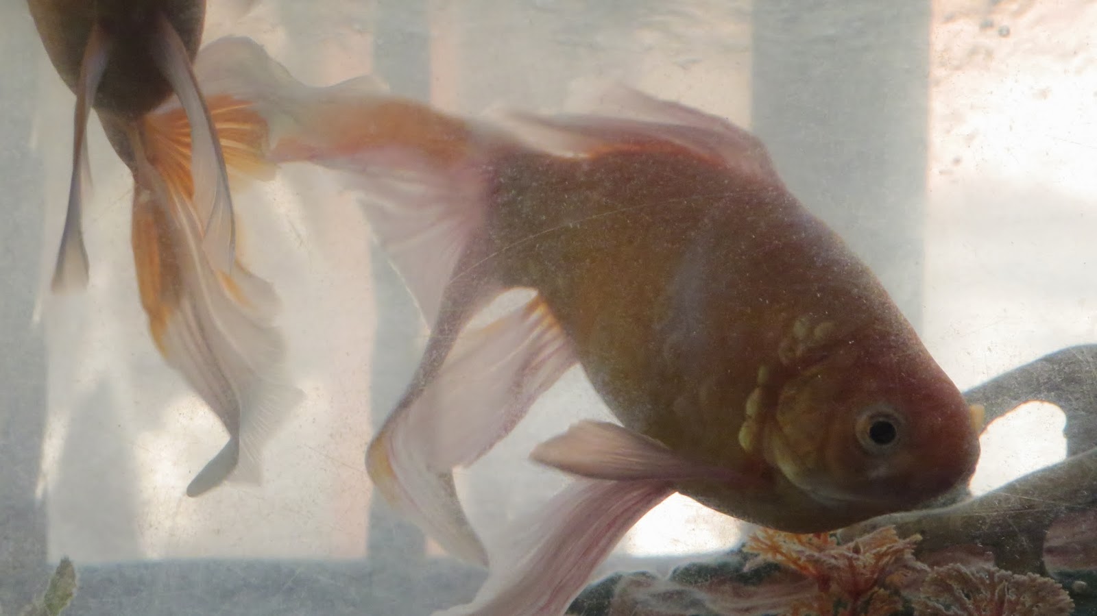 Photography with Dr. Ernie.: Goldfish, Silver Dollar and Hammerhead ...