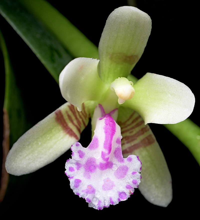 THE MOTH ORCHID - Phalaenopsis species and cultivars |The Garden of Eaden