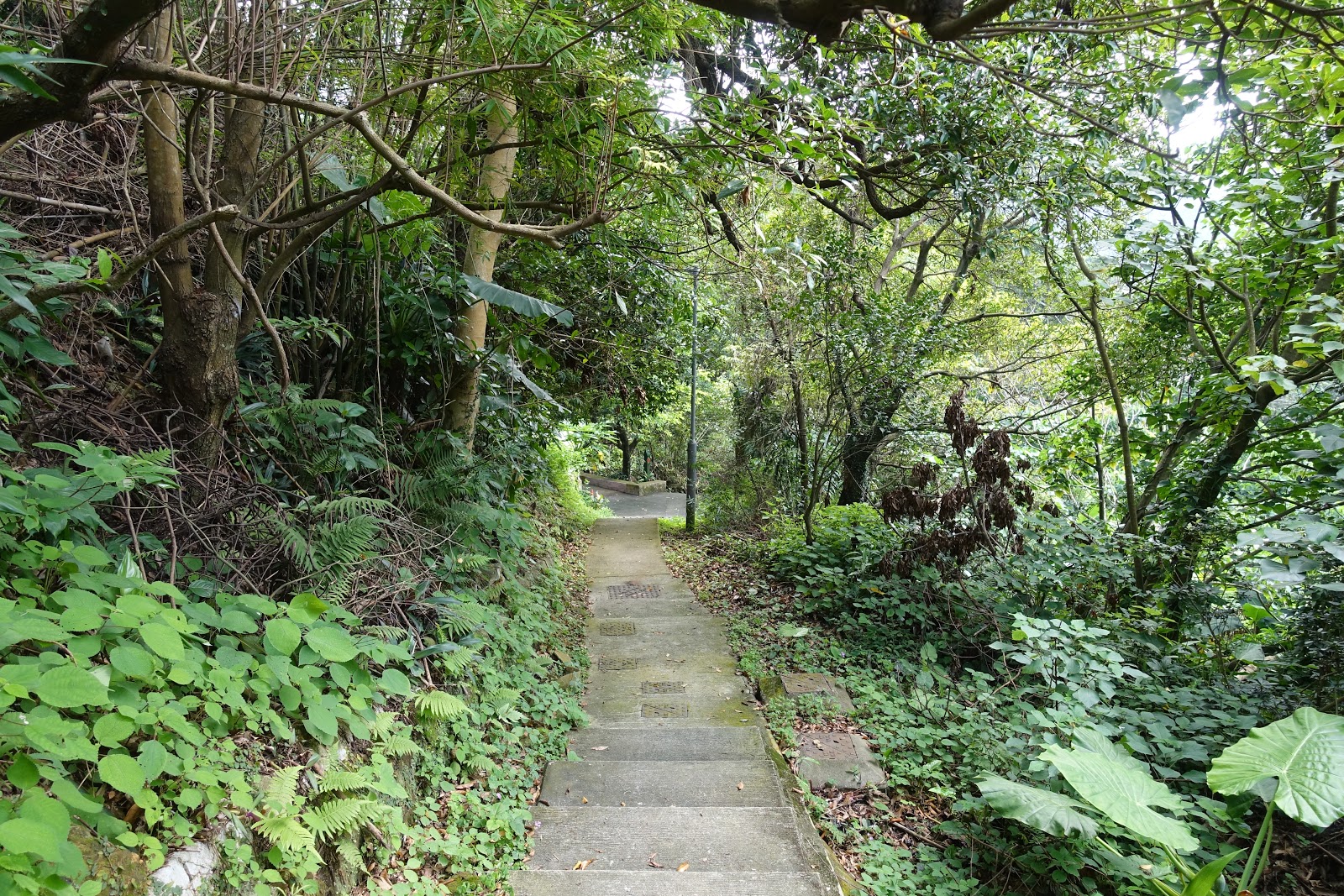 消耗五百食翻一千※香港行山記: 昂坪→鹿湖→靈隱寺 Ngong Ping → Luk Wu → Ling Yan Monastery