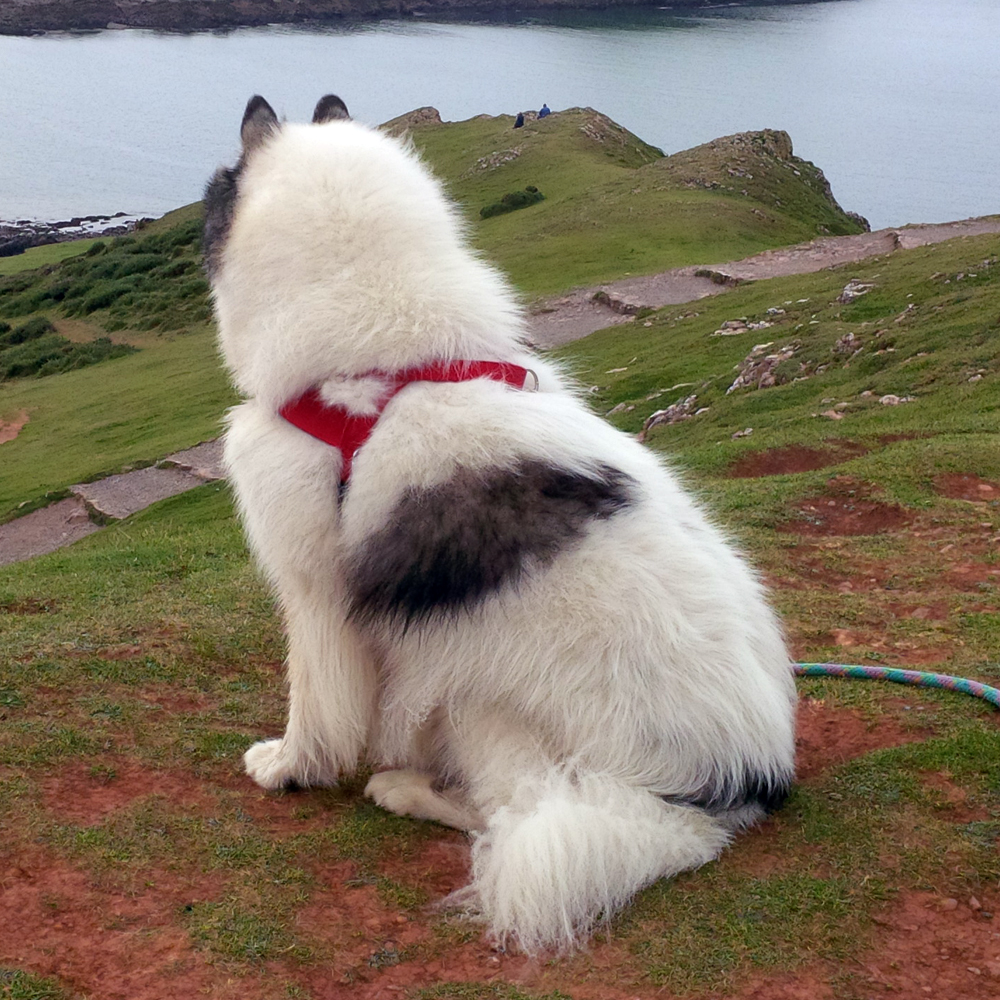 Just dog proof ?- or Samoyed proof: Harnesses - Samoyed proof?