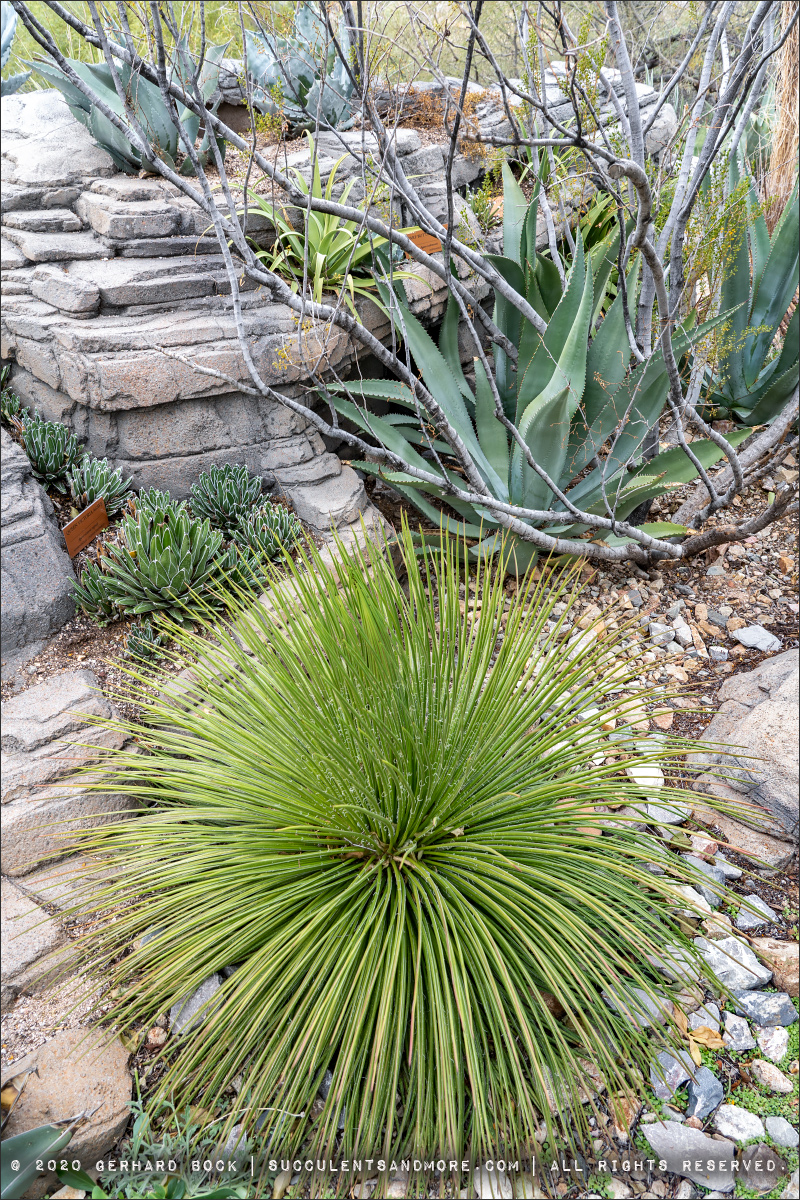 Agave Garden at the Arizona-Sonora Desert Museum