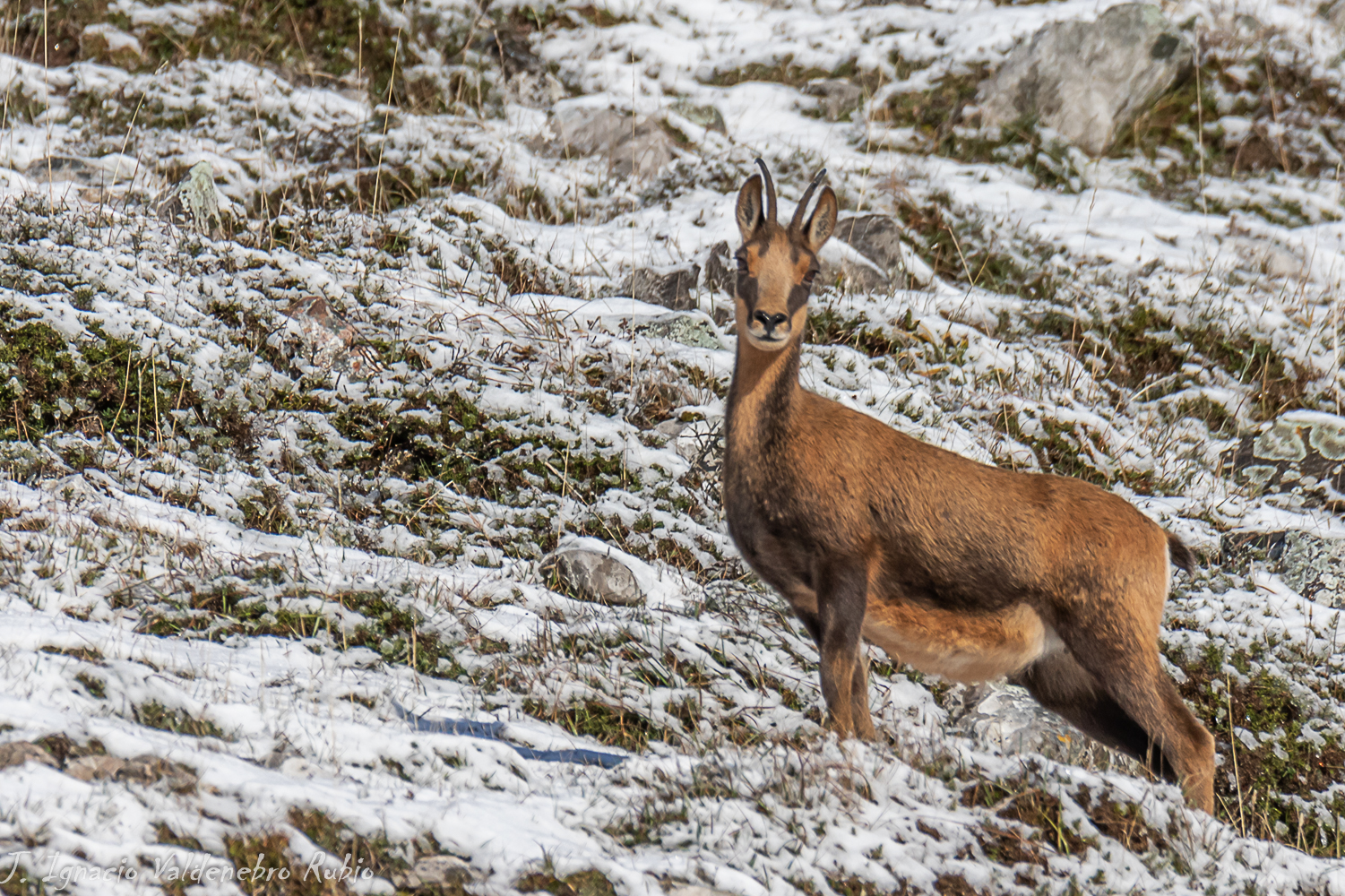 DocNatureBlog: Pasando de la pluma al pelo con el animal más ...