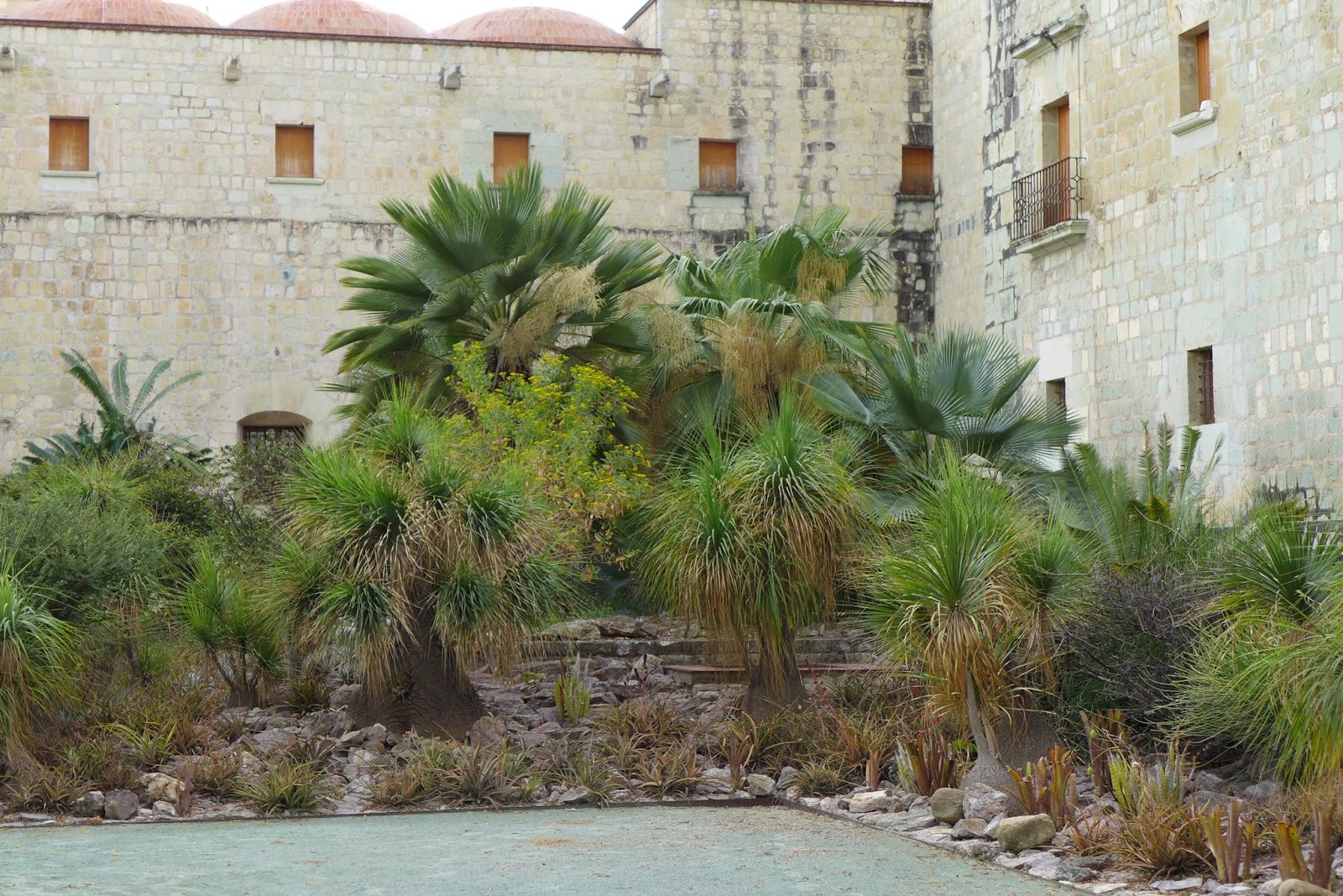 Jeffrey Bale's World of Gardens: Jardin Etnobotánico de Oaxaca