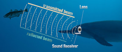 SISTEM SONAR PADA HEWAN