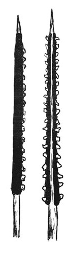 Des armes et des combats en Australie aborigène - La Hutte des Classes