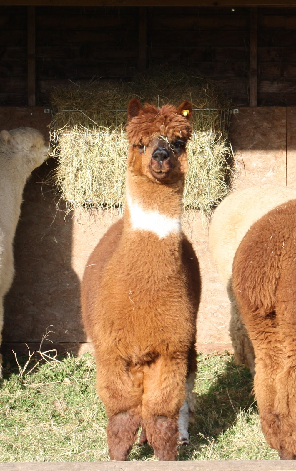 PATOU ALPACAS BLOG - Ramblings from an Alpaca Farm in south Wiltshire ...