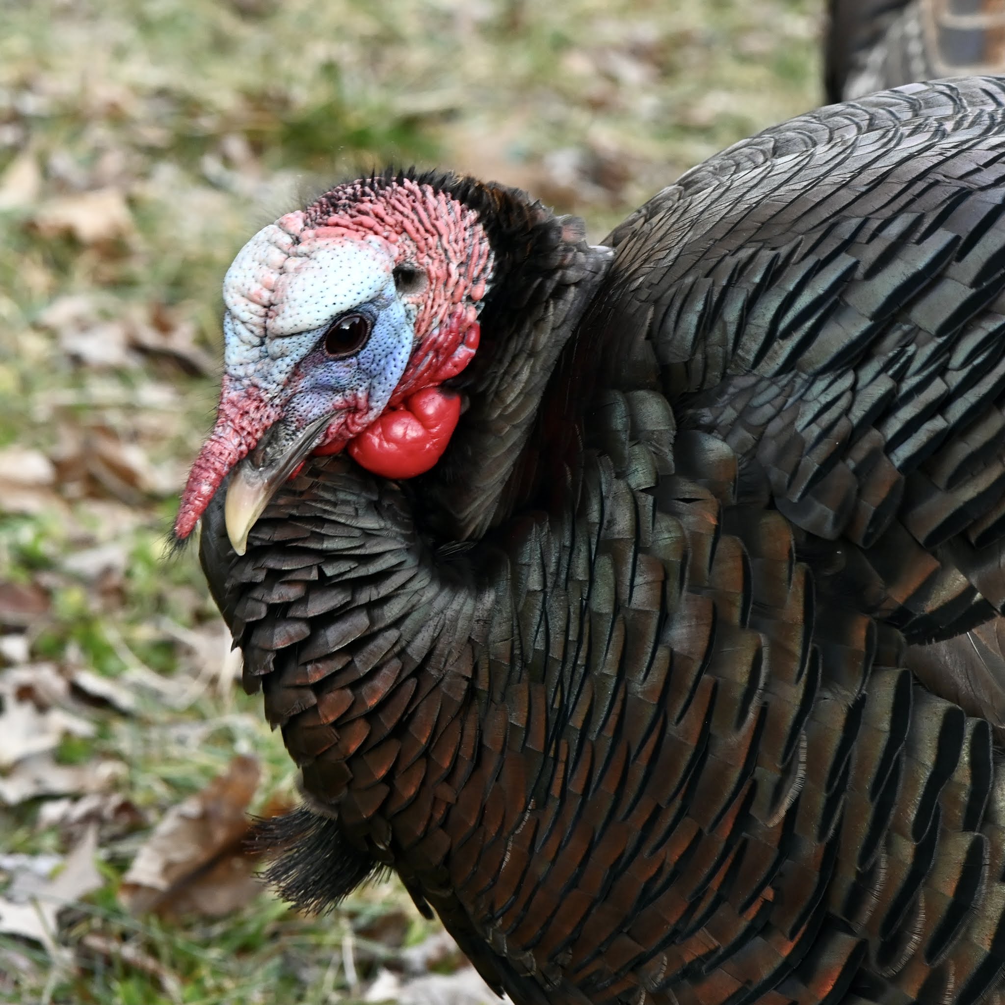 Urban Wildlife Guide: Wild Turkeys