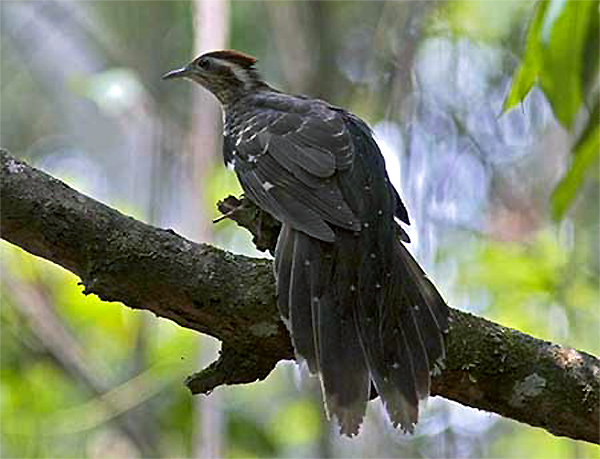 Bellas Aves de El Salvador: Dromococcyx phasianellus (cuco faisán, tres ...