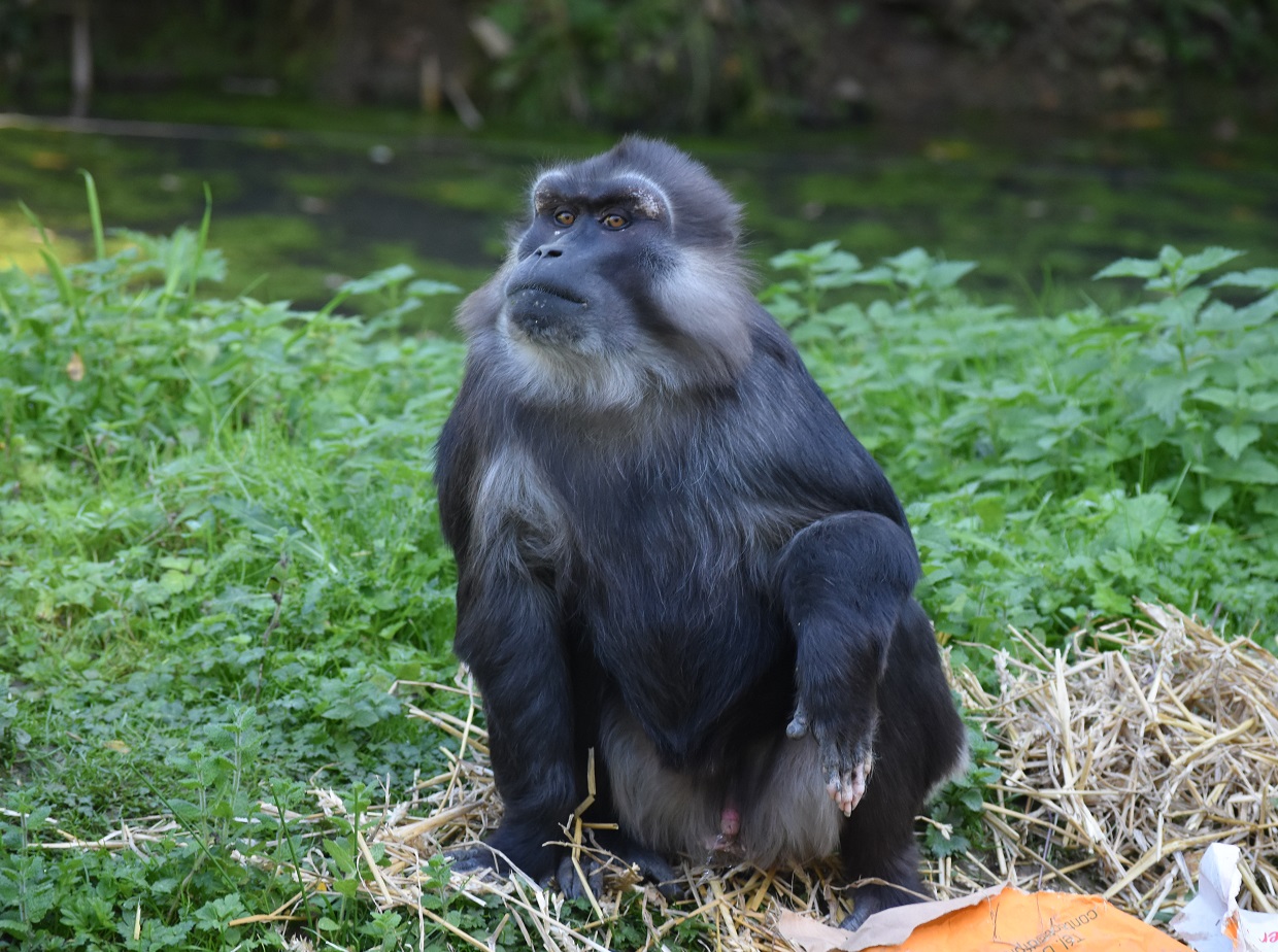 ZOOTOGRAFIANDO (6.096 ANIMALS): MACACO DE TOGIAN / TONKEAN MACAQUE ...