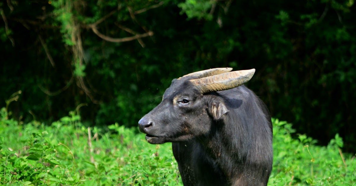 5 Unique Animals That Can Only be Found in Philippines