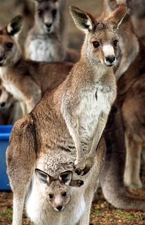 Kangaroo | Fun Animals Wiki, Videos, Pictures, Stories
