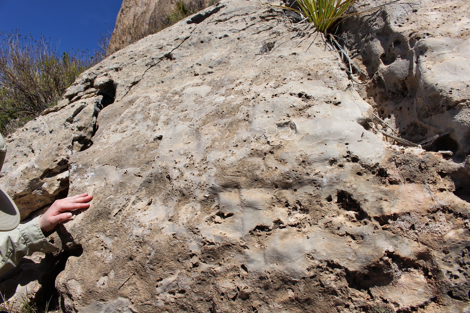 Finding Fossils...: The Permian Capitan Reef