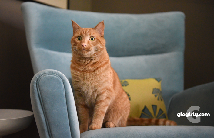 GLOGIRLY: The Truth About Late Night Cat Blogging