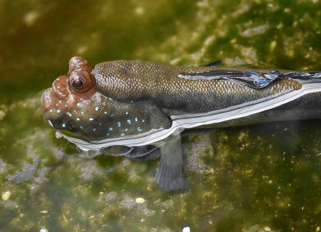 ZOOTOGRAFIANDO (6.100 ANIMALS): SALTARÍN DEL FANGO ATLÁNTICO / ATLANTIC ...