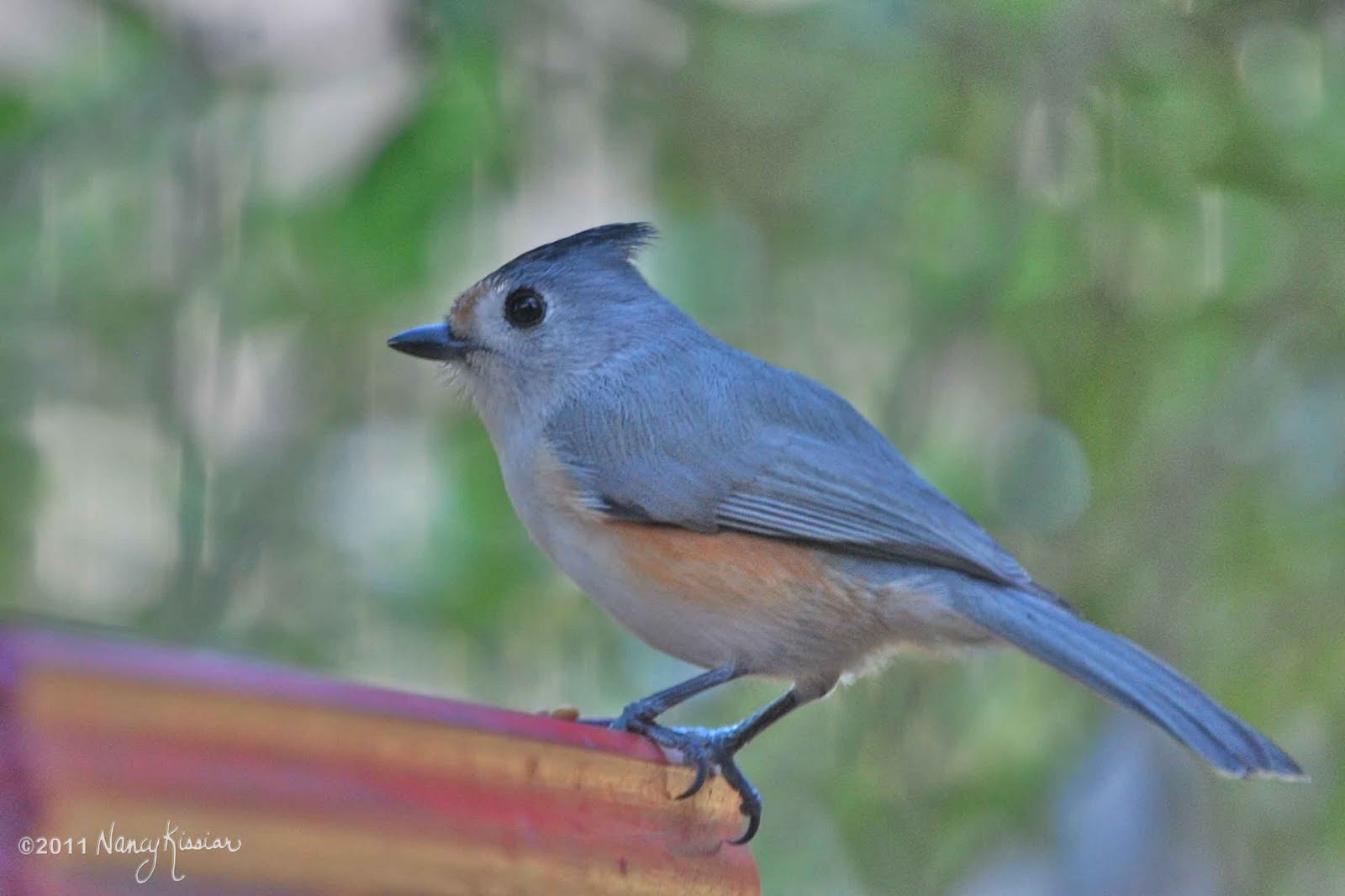 Wild About Texas: Texas Birds That Visit My Yard...the Tufted Titmouse