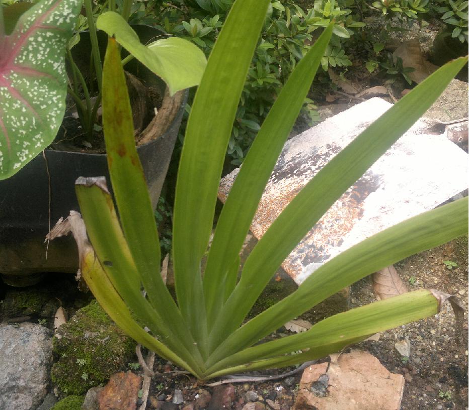 Herba & Tumbuhan: Jerangau dalam perubatan tradisional