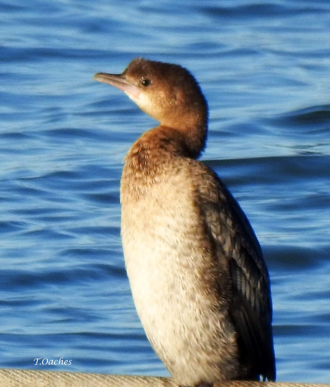 PASARI DIN ROMANIA: CORMORAN MIC, Microcarbo pygmeus