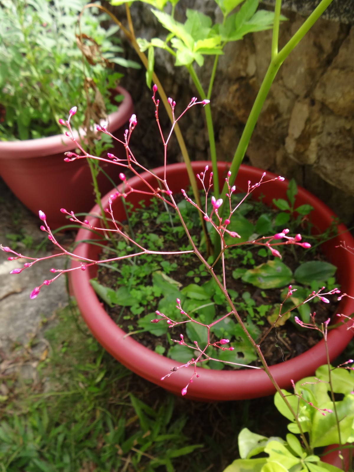 Herbs from Distant Lands: Talinum triangulare - Philippine Spinach ...