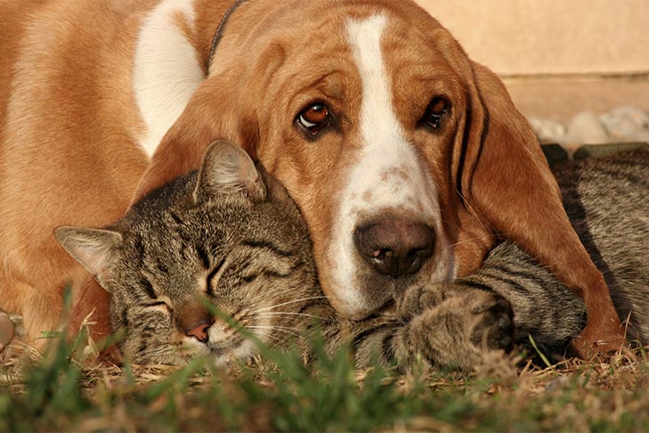ANIMALS TIME : 10 Cutest Cats and Dogs pics (las 10 fotos más tiernas ...