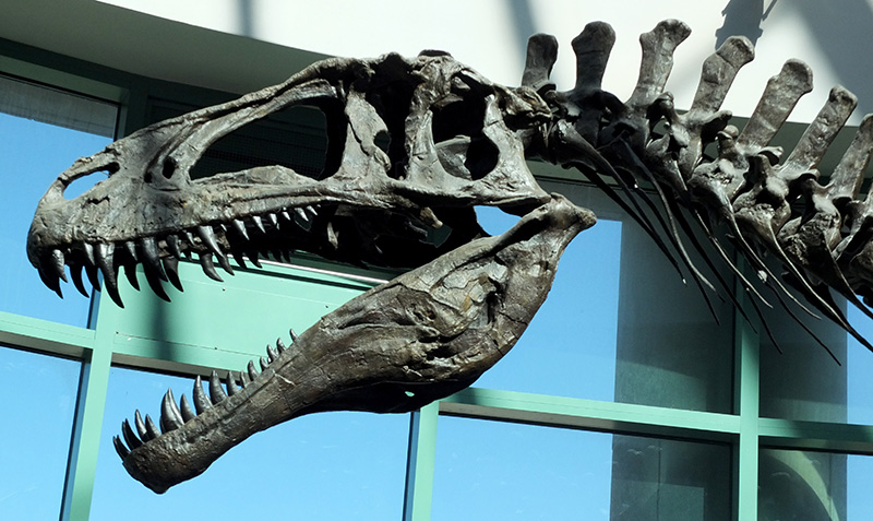 Paleo Illustrata: North Carolina Museum of Natural Sciences