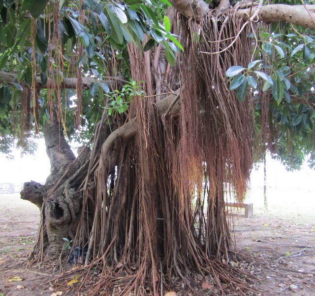 Princeton Nature Notes: Puerto Rico: Skinless Trees and People