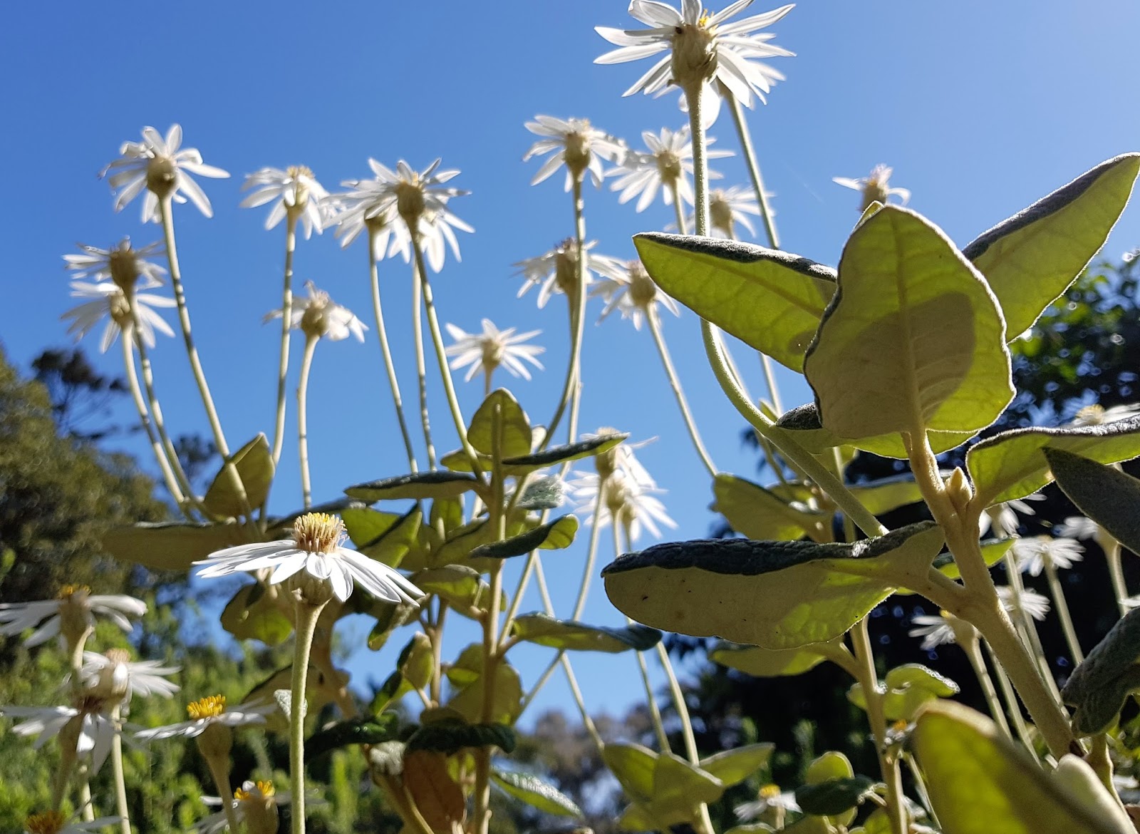 Daisy drama in the botanic garden