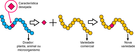 Biólogo Total: GENÉTICA TRANSGÊNESE.
