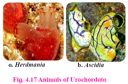 Phylum Urochordata Doliolum