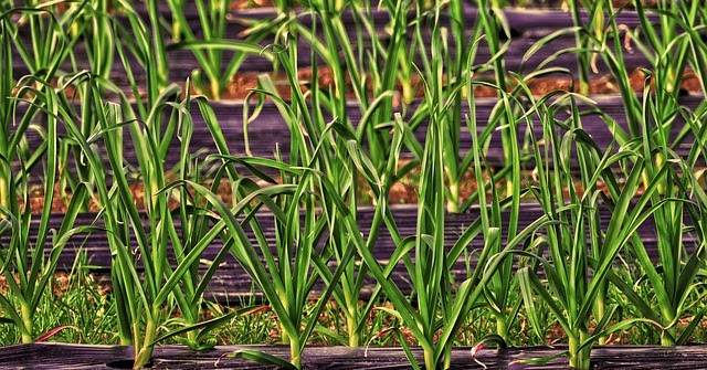 Waktu Dan Cara Pemasangan Mulsa Yang Baik Dan Benar - PUSTAKA PETANI