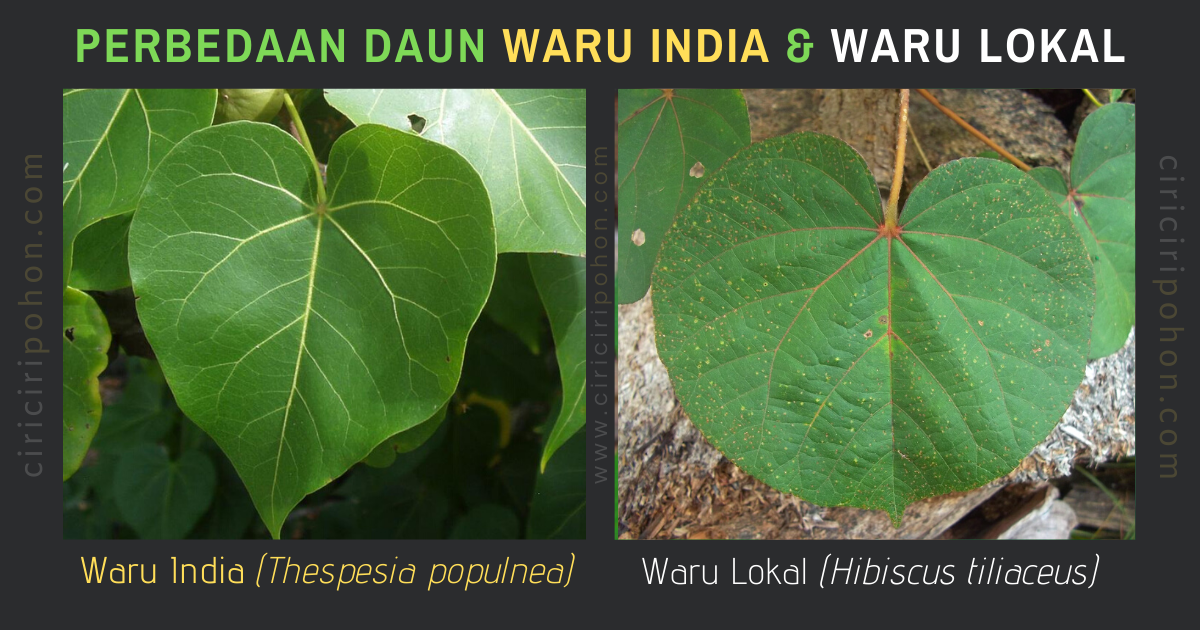 Ciri Ciri Pohon Waru India (Thespesia populnea) Di Alam Liar ...