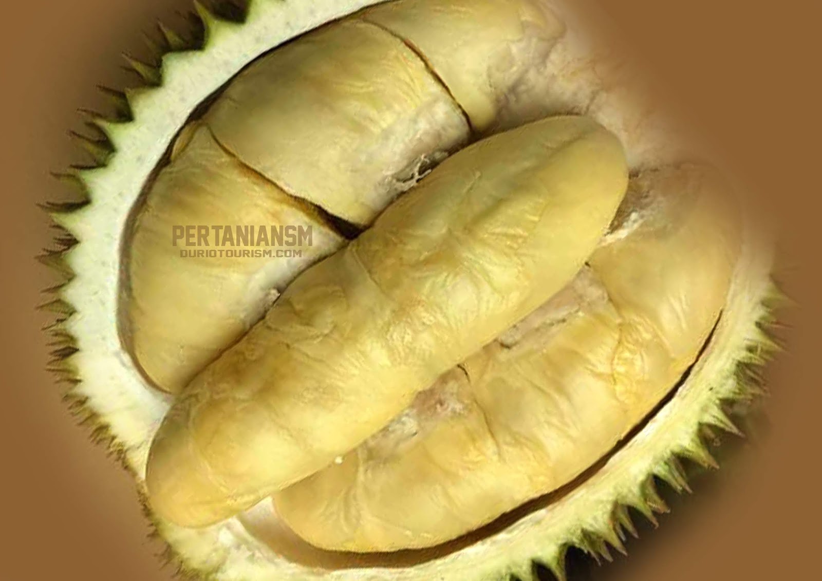 DurioTourism - Durian Lovers!: D160 - Tekka / Musang Queen / Buluh Bawah